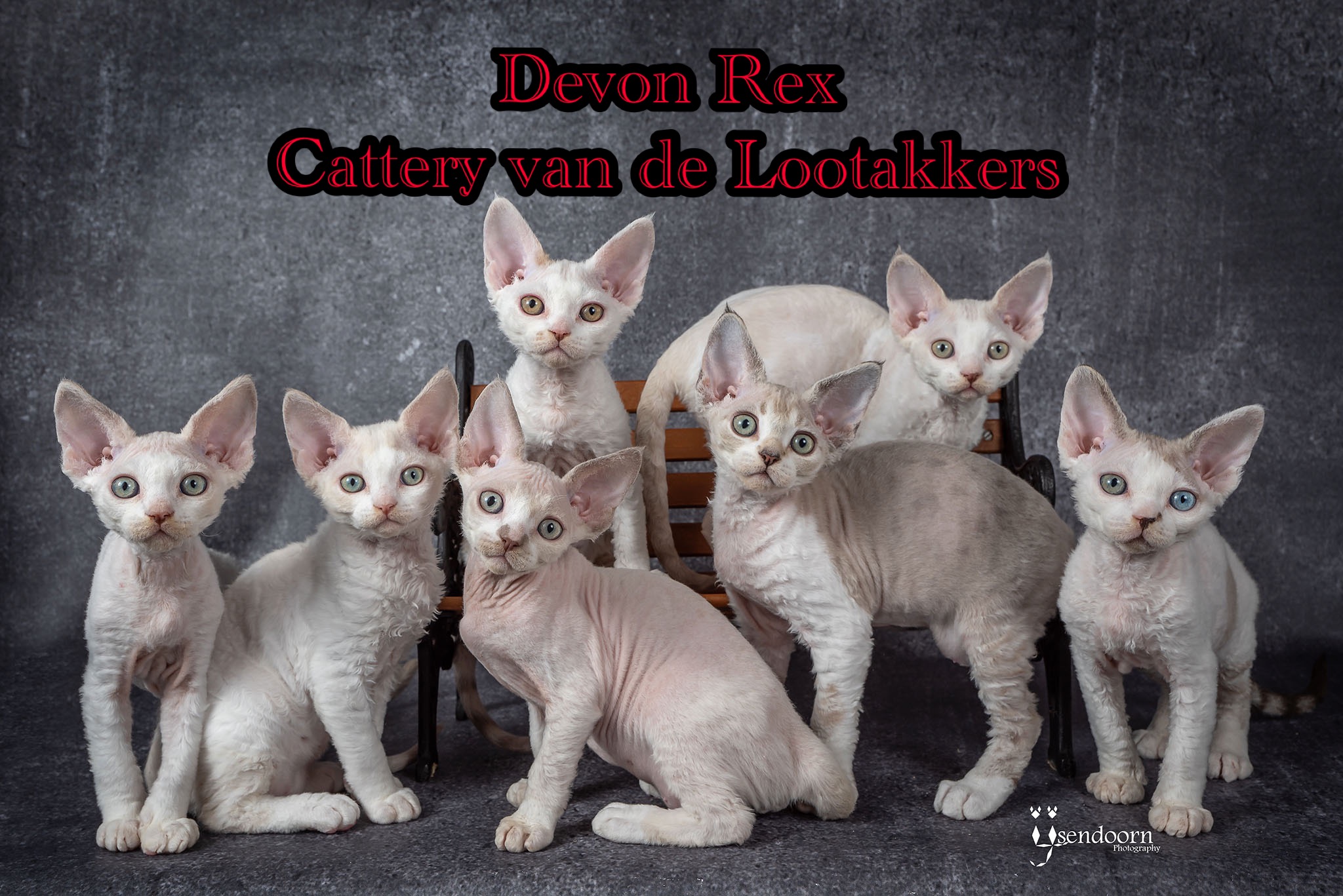 Devon Rex cattery - Devon Rex nestje van Faye 10 Augustus 2022